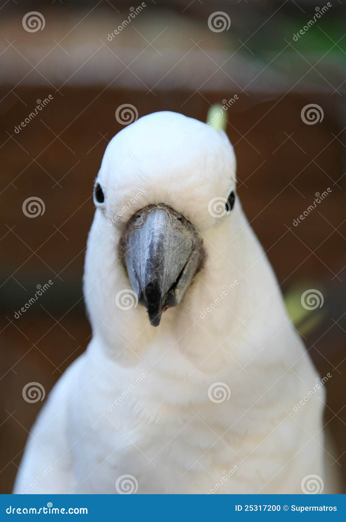 The white parrot stock photo. Image of parrot, bird, white - 25317200