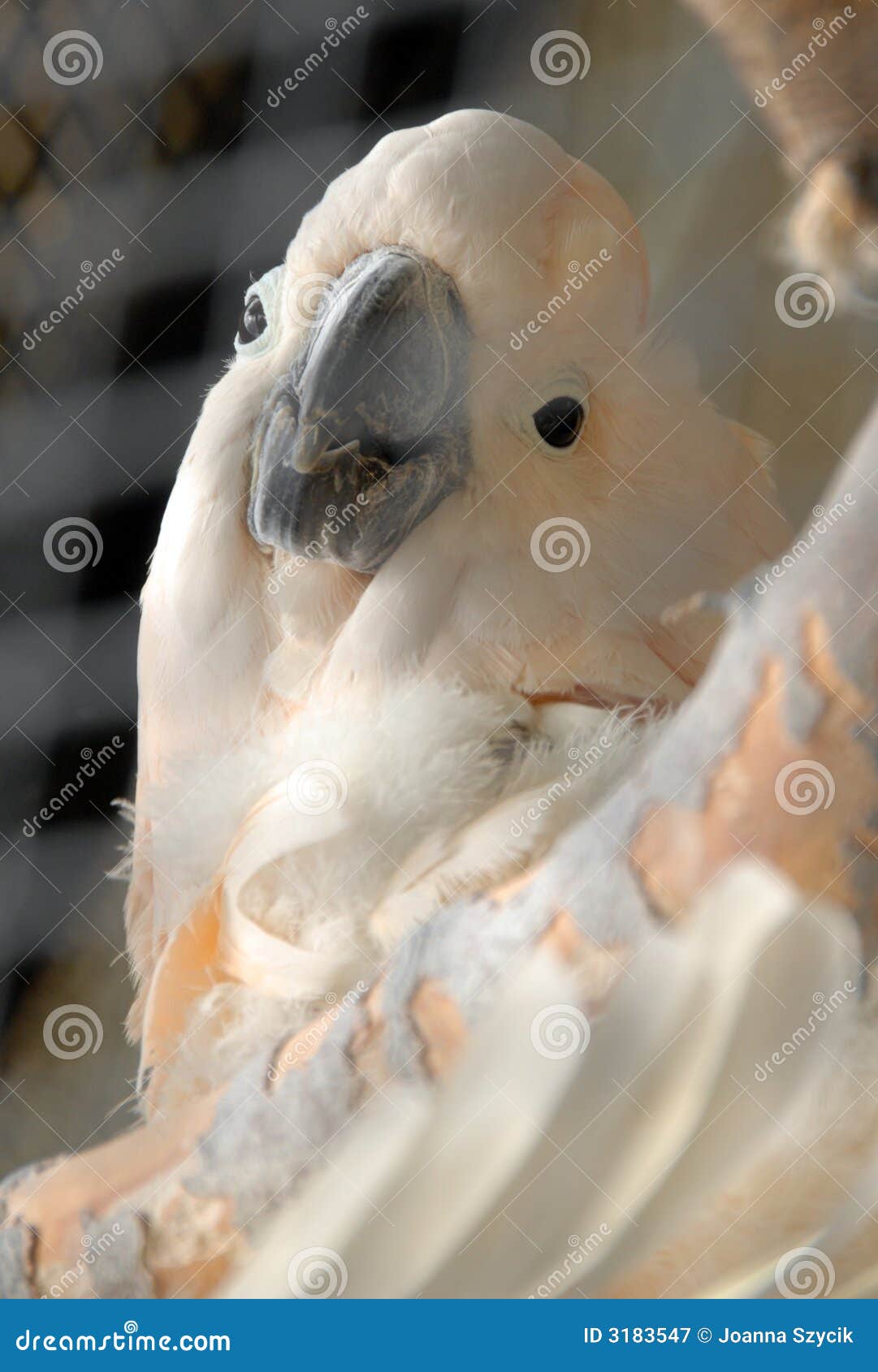 White parrot stock image. Image of talker, branch, head - 3183547