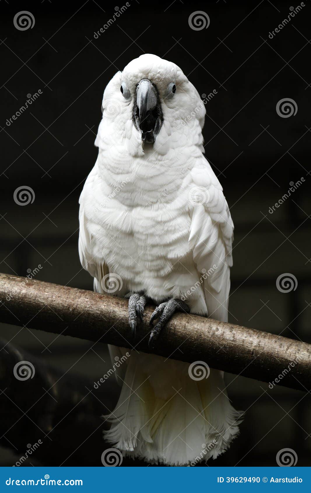 White parrot stock photo. Image of animal, parrot, bird - 39629490