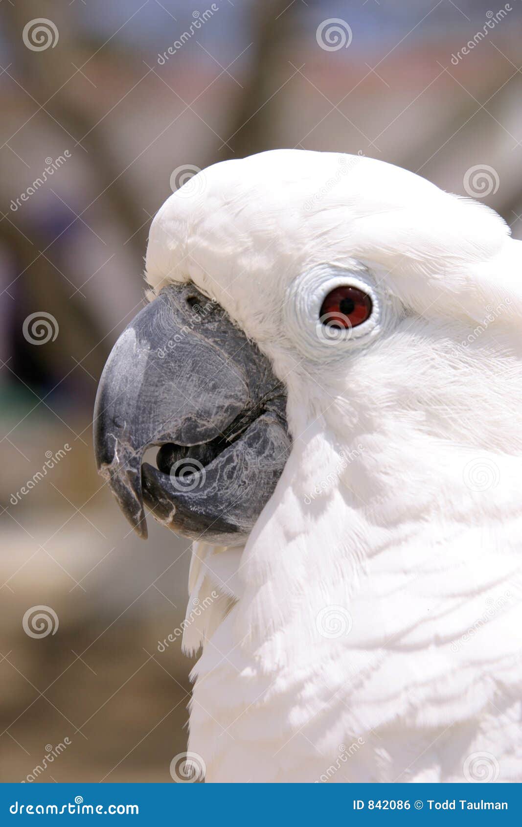 White Parrot stock photo. Image of portrait, tropical, nature - 842086