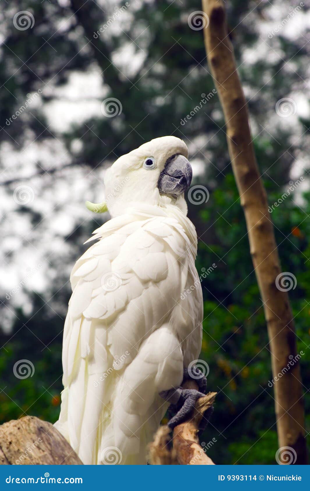 White parrot stock photo. Image of beak, loyal, living - 9393114