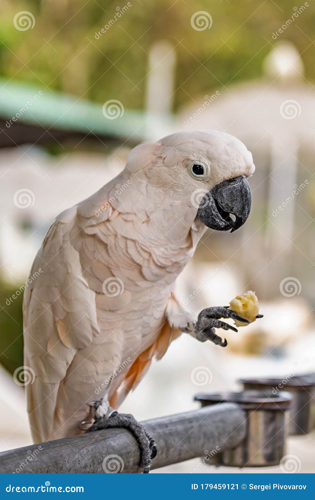 White Parrot Beautiful, Exotic Bird Side View with a Slice of Pineapple ...