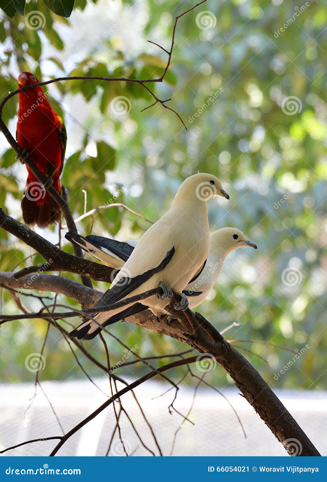 White parrot bird stock image. Image of bali, tourism - 66054021
