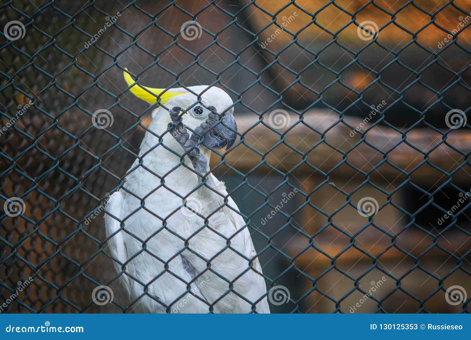 White Parrot Cacadu stock image. Image of yellow, face - 130125353