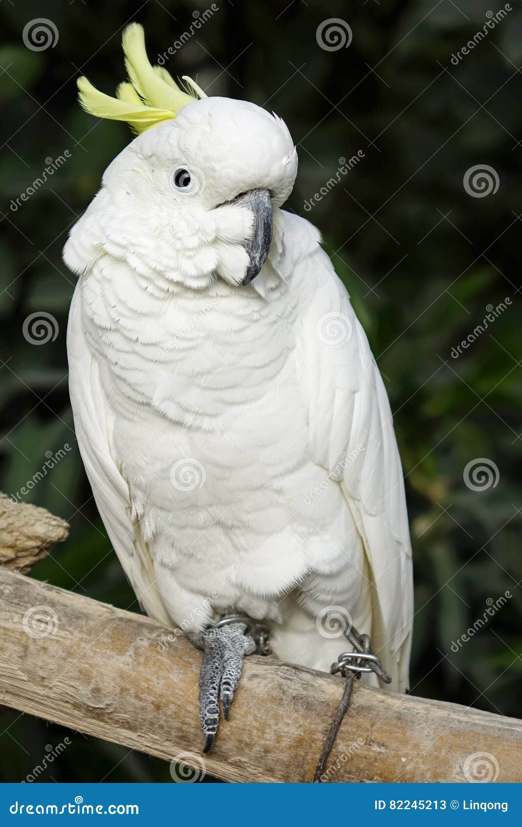 White parrot stock image. Image of birds, indoor, feather - 82245213