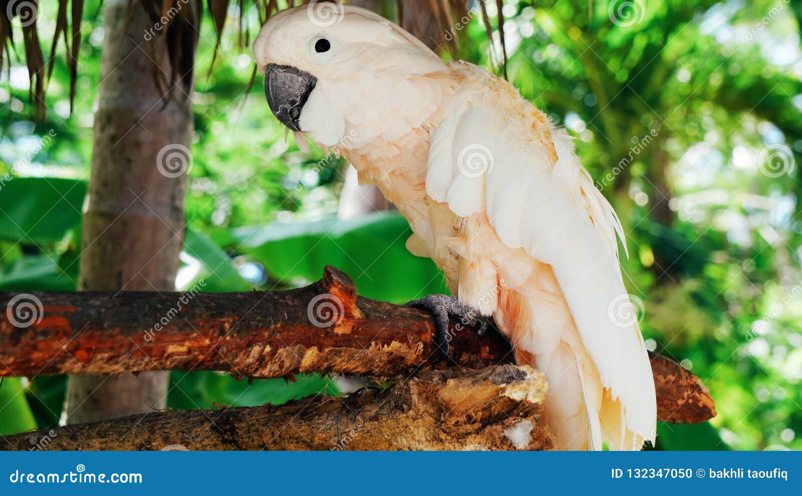 White Parrot, Cockatoo Bird // Beautiful White Parrot Ara 2018 Stock ...