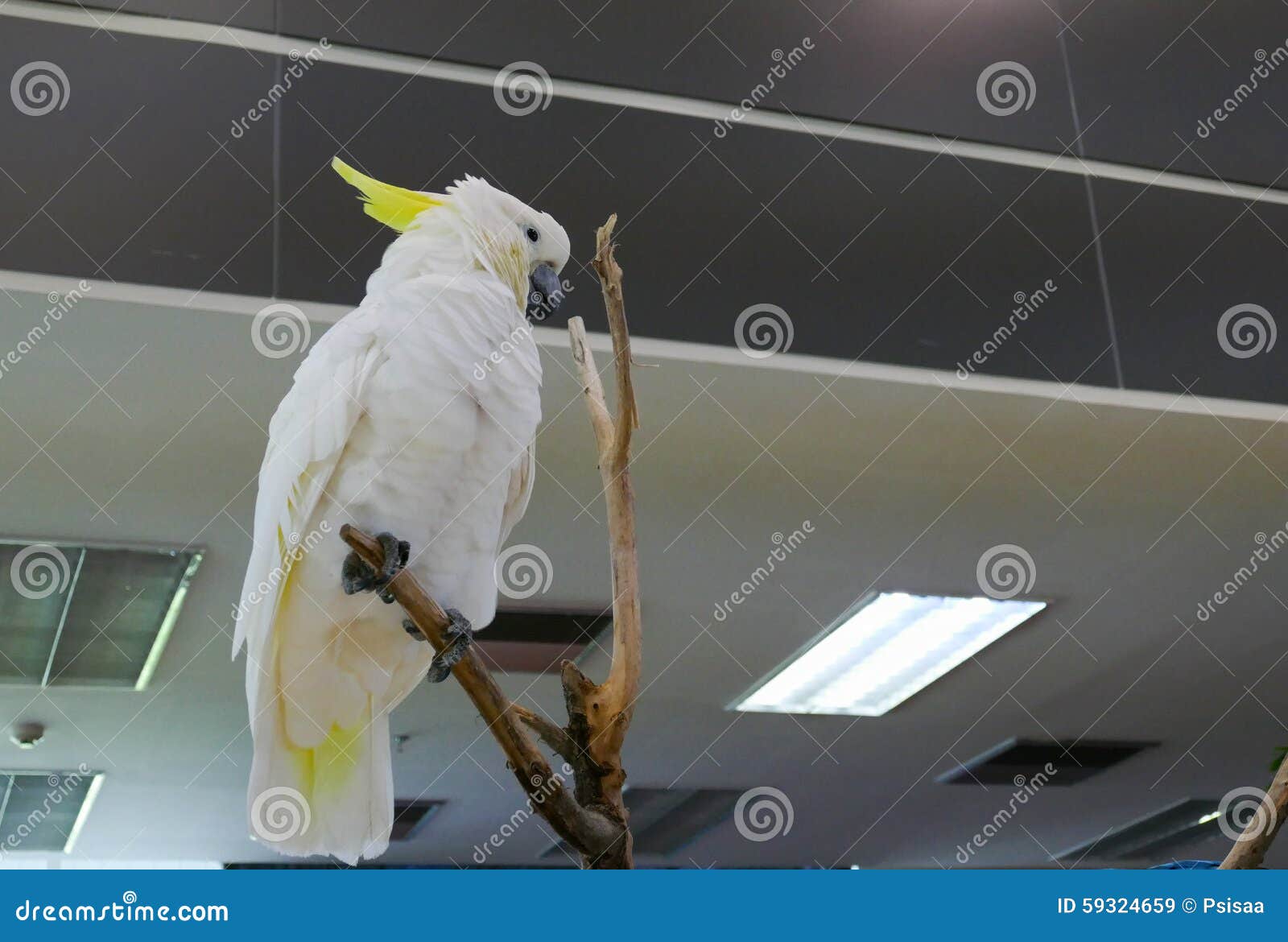 White parrot cockatoo stock image. Image of color, wood - 59324659