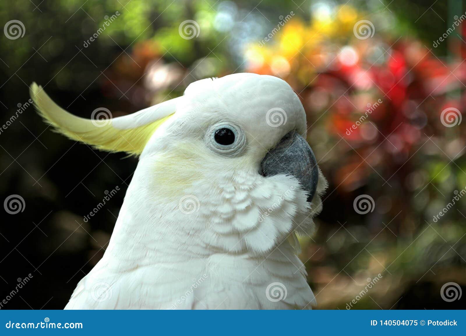 The White Parrot with a Crest on the Head Stock Image - Image of ...