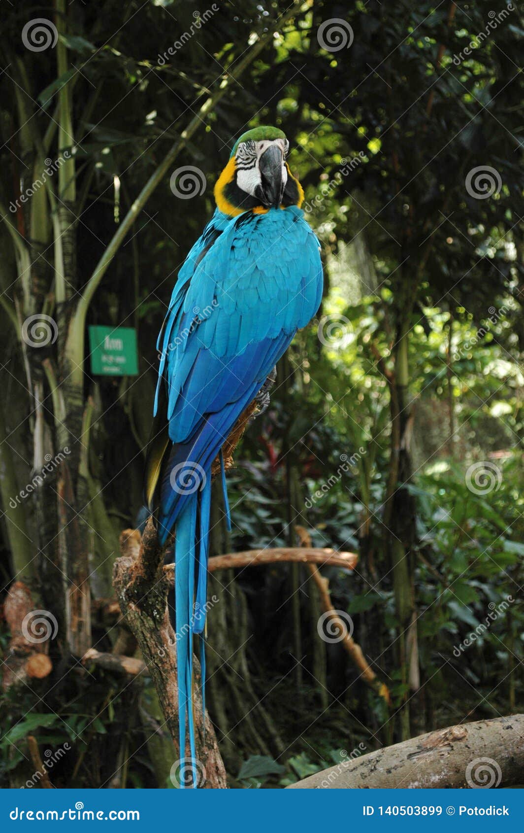 The blue parrot in the zoo stock image. Image of cacatua - 140503899