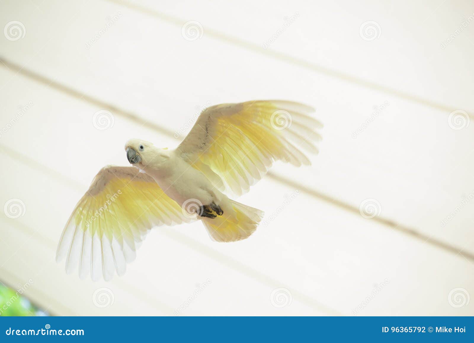 White Parrot in Flight with Full Wing Span Stock Photo - Image of ...