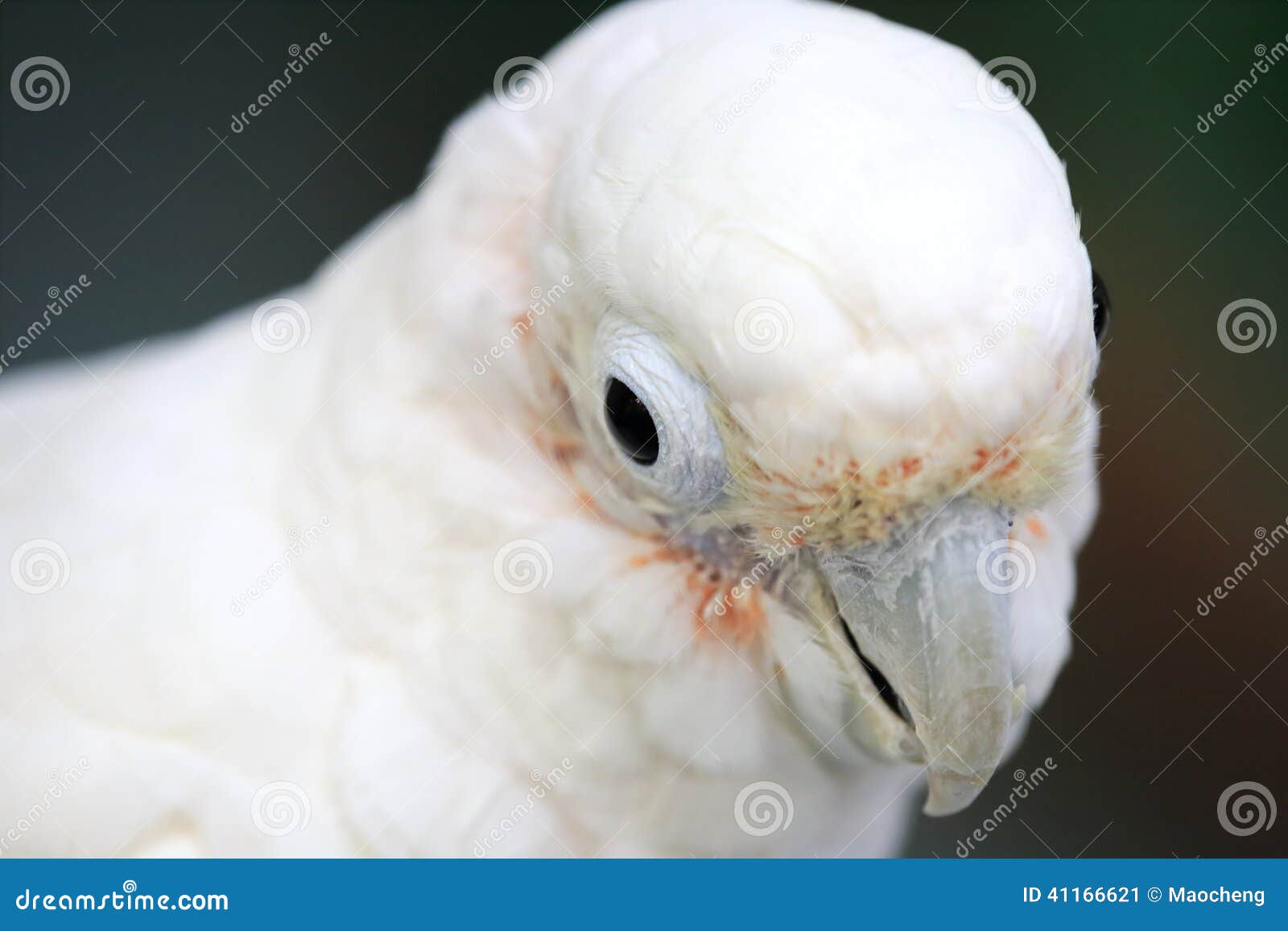 White parrot head stock image. Image of white, animal - 41166621