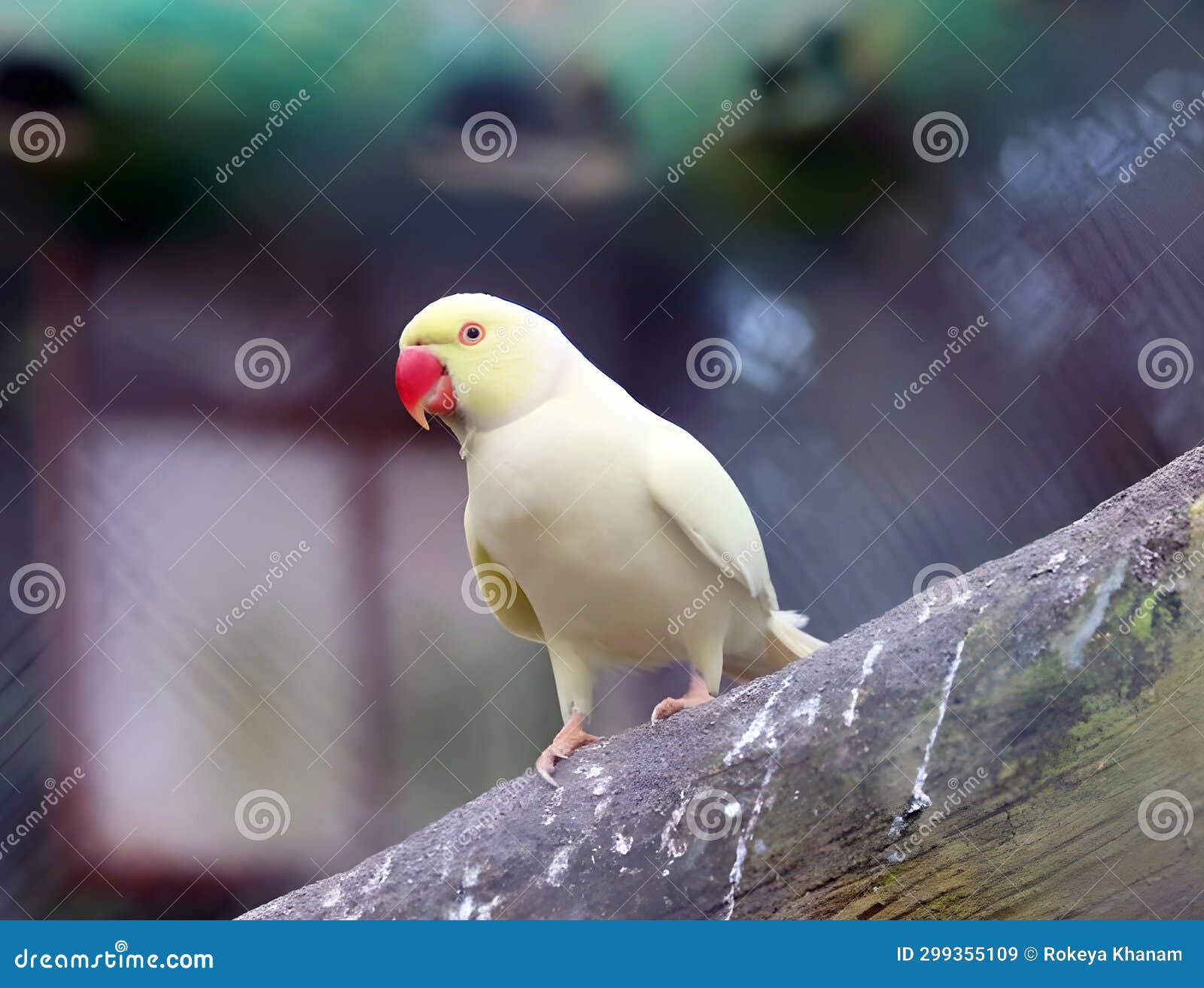 White Parrot on the Perch in the Zoo, Bangladesh. Stock Image - Image ...