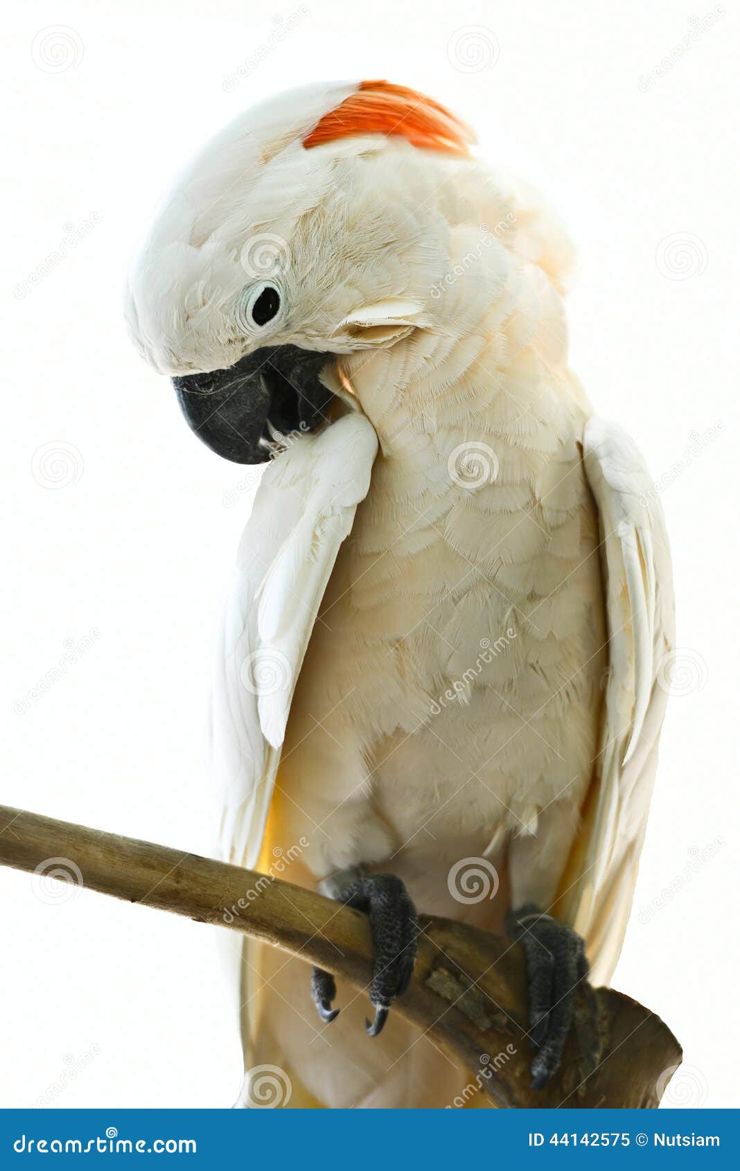 White parrot stock image. Image of white, parrot, wild - 44142575