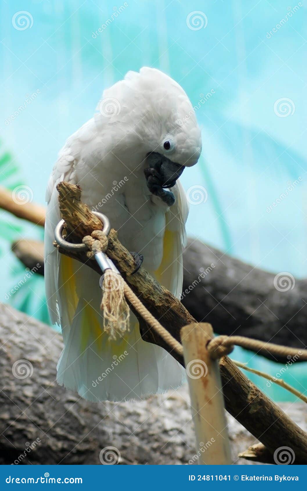 White Parrot Portrait on Blue Stock Image - Image of paws, beautiful ...