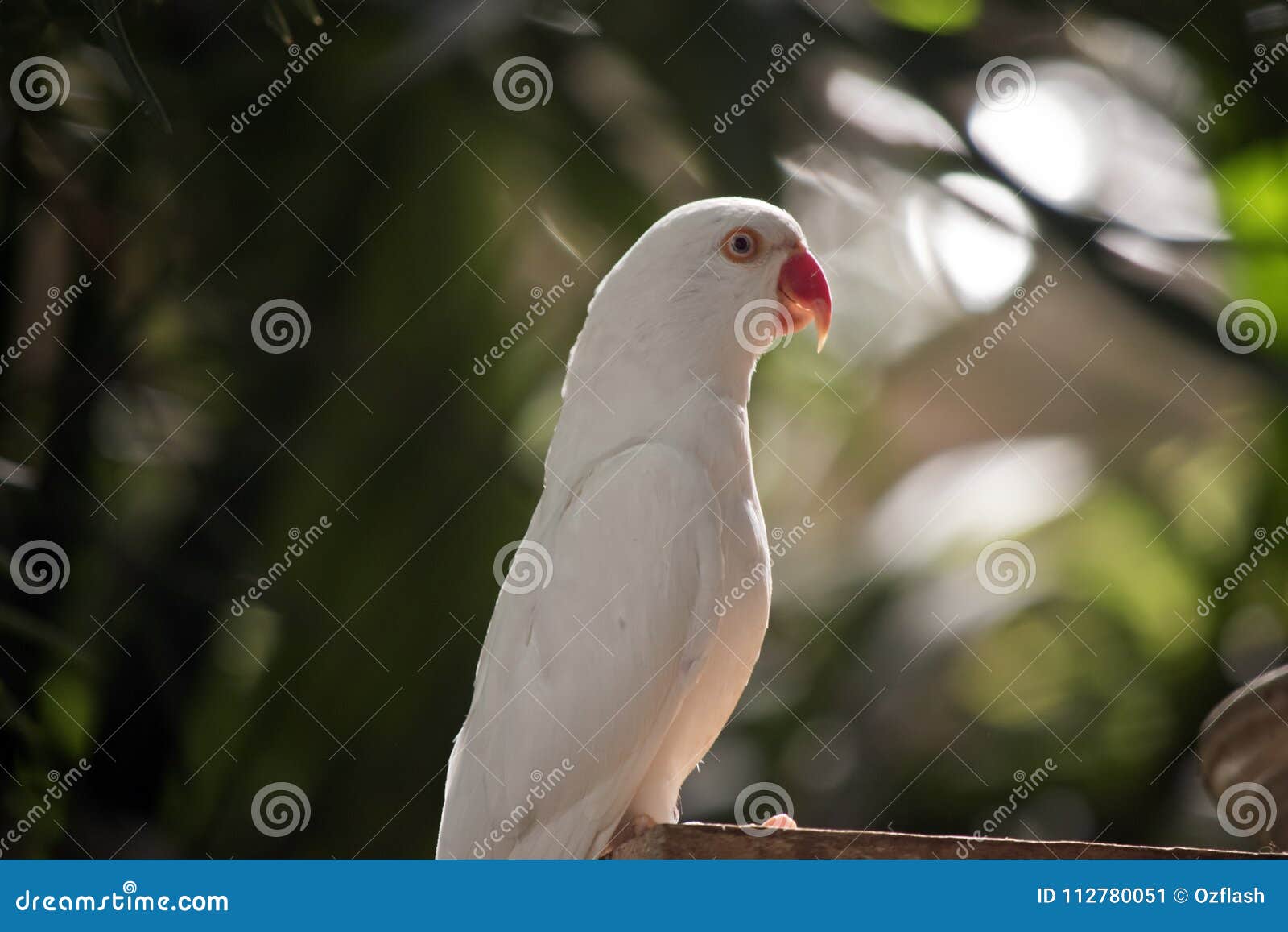A white parrot stock image. Image of orange, eyes, grey - 112780051