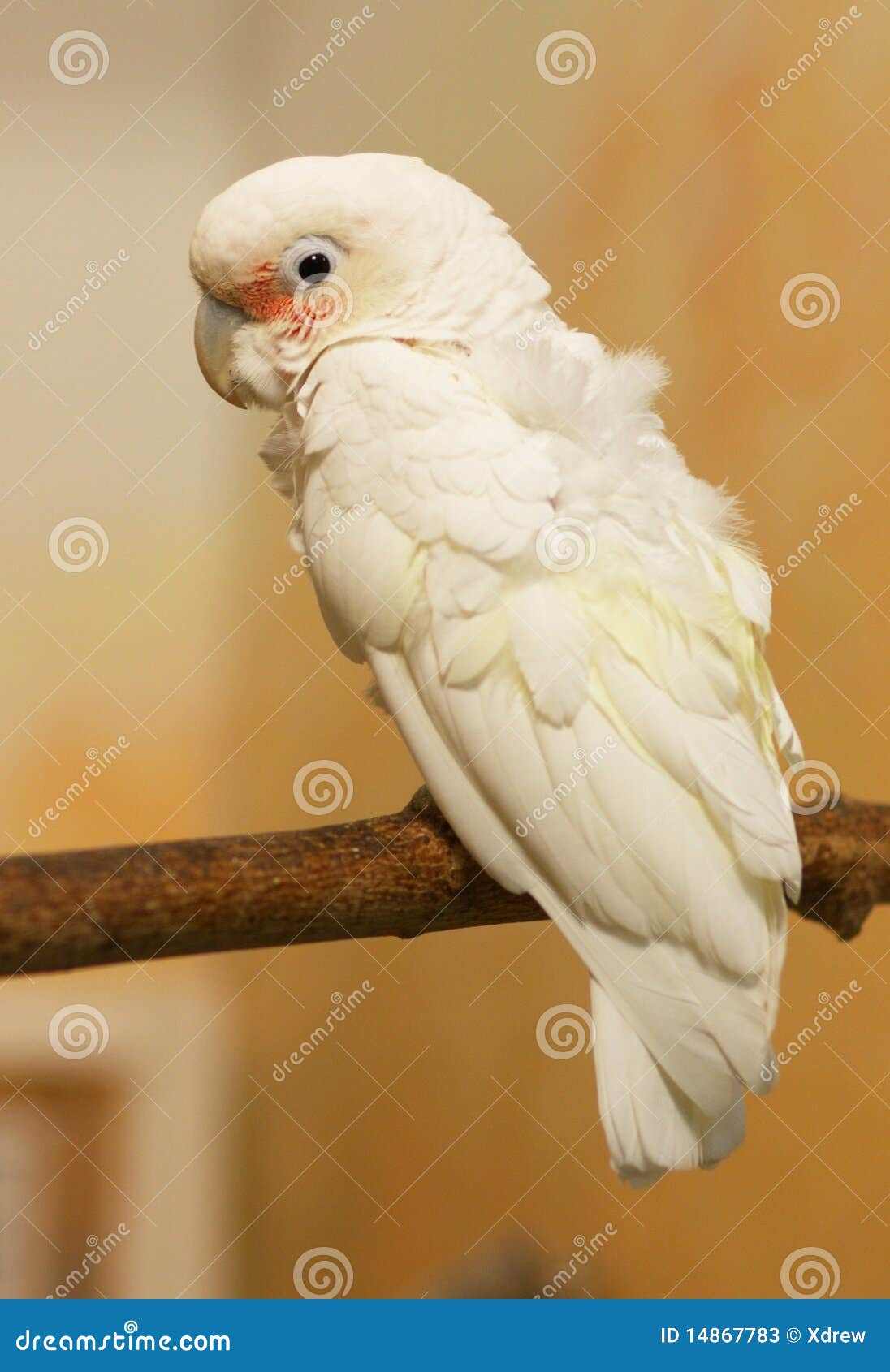White parrot in zoo stock image. Image of branch, fear - 14867783