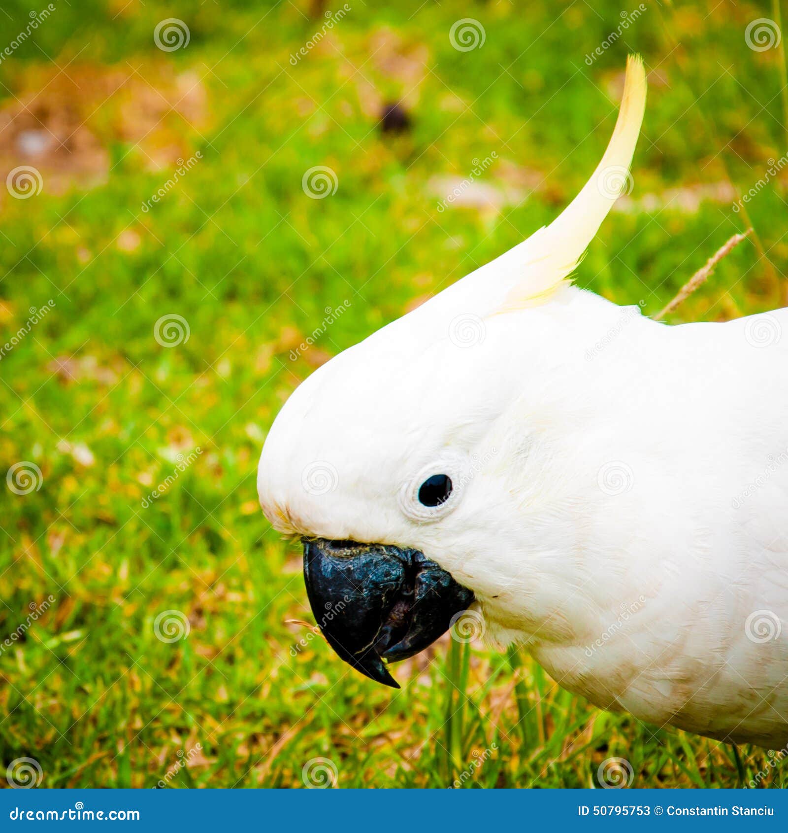White parrots stock image. Image of state, wildlife, curiosity - 50795753