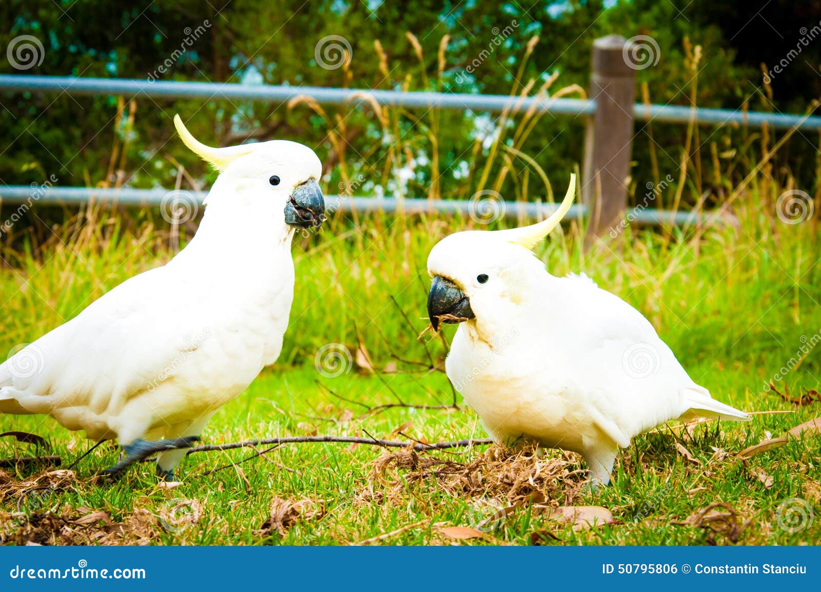 White parrots stock photo. Image of bird, state, feather - 50795806