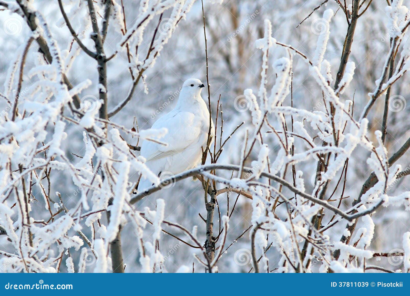 The white partridge stock image. Image of willow, snow - 37811039