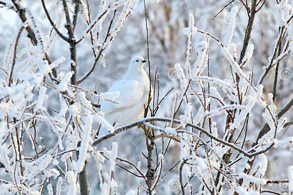 The white partridge stock image. Image of willow, snow - 37811039