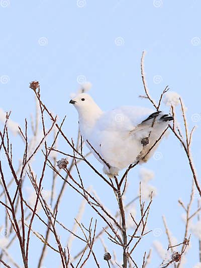 The white partridge stock photo. Image of plumage, lagopus - 37811348