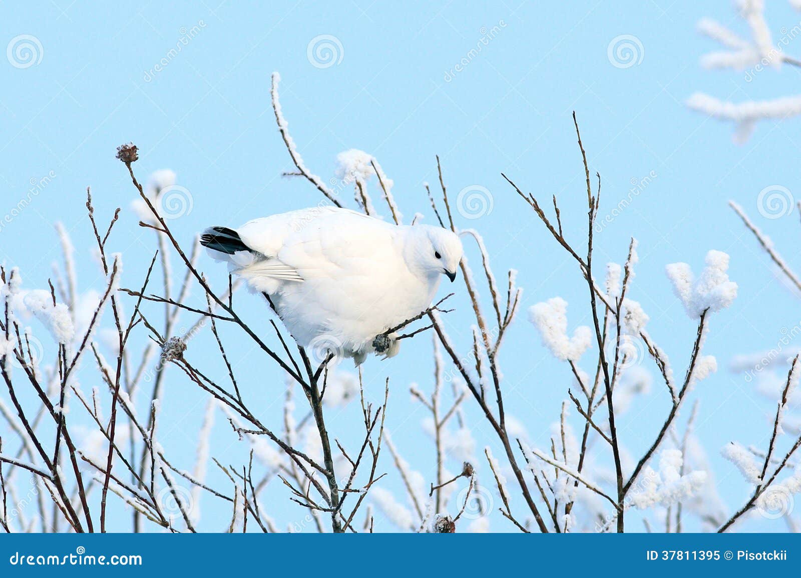 The white partridge stock image. Image of bird, arctic - 37811395