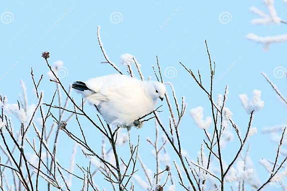 The white partridge stock image. Image of bird, arctic - 37811395