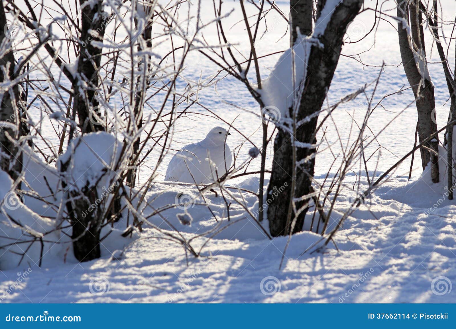 The white partridge stock photo. Image of lagopus, arctic - 37662114
