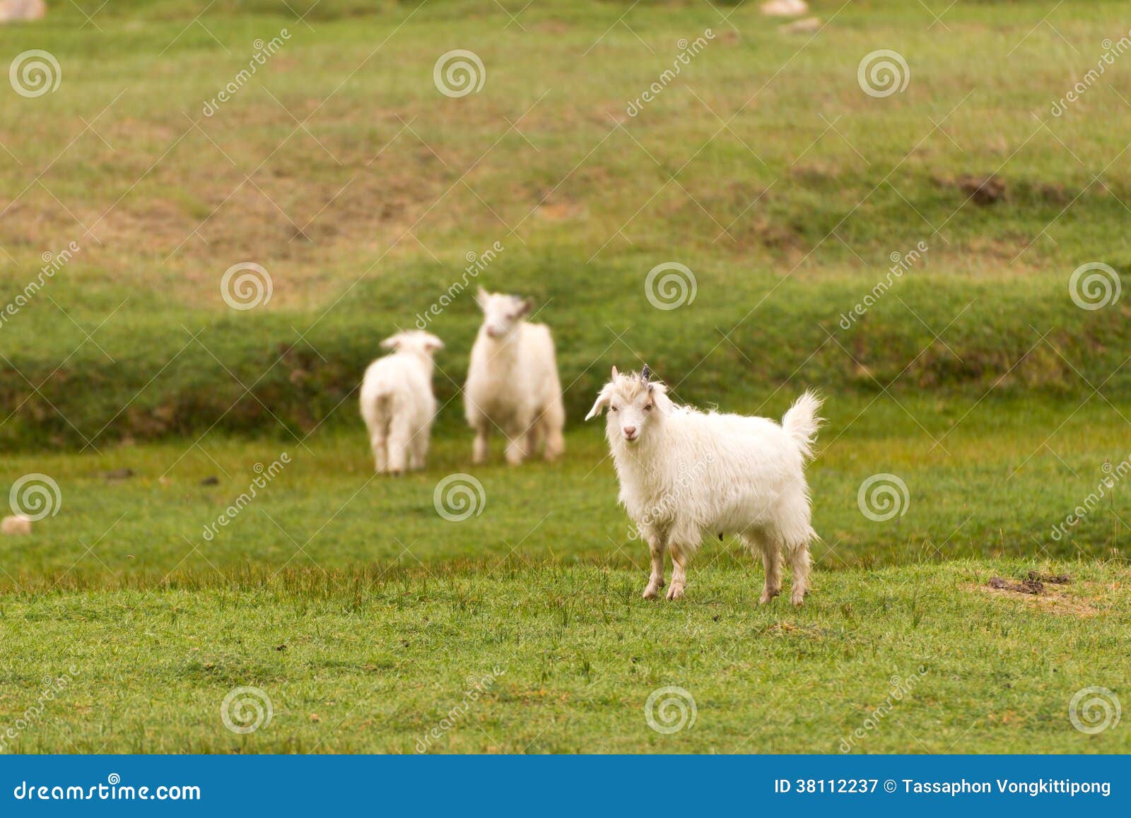 White pashmina goats stock image. Image of nature, animal - 38112237