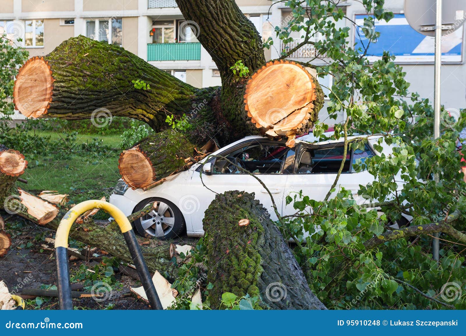 White Passenger Car Crushed by Fallen Tree Stock Photo - Image of ...