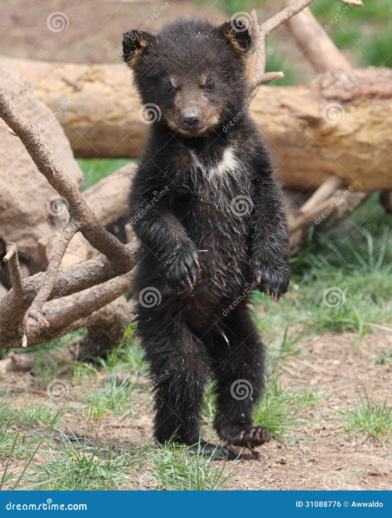 Black Bears Standing Up