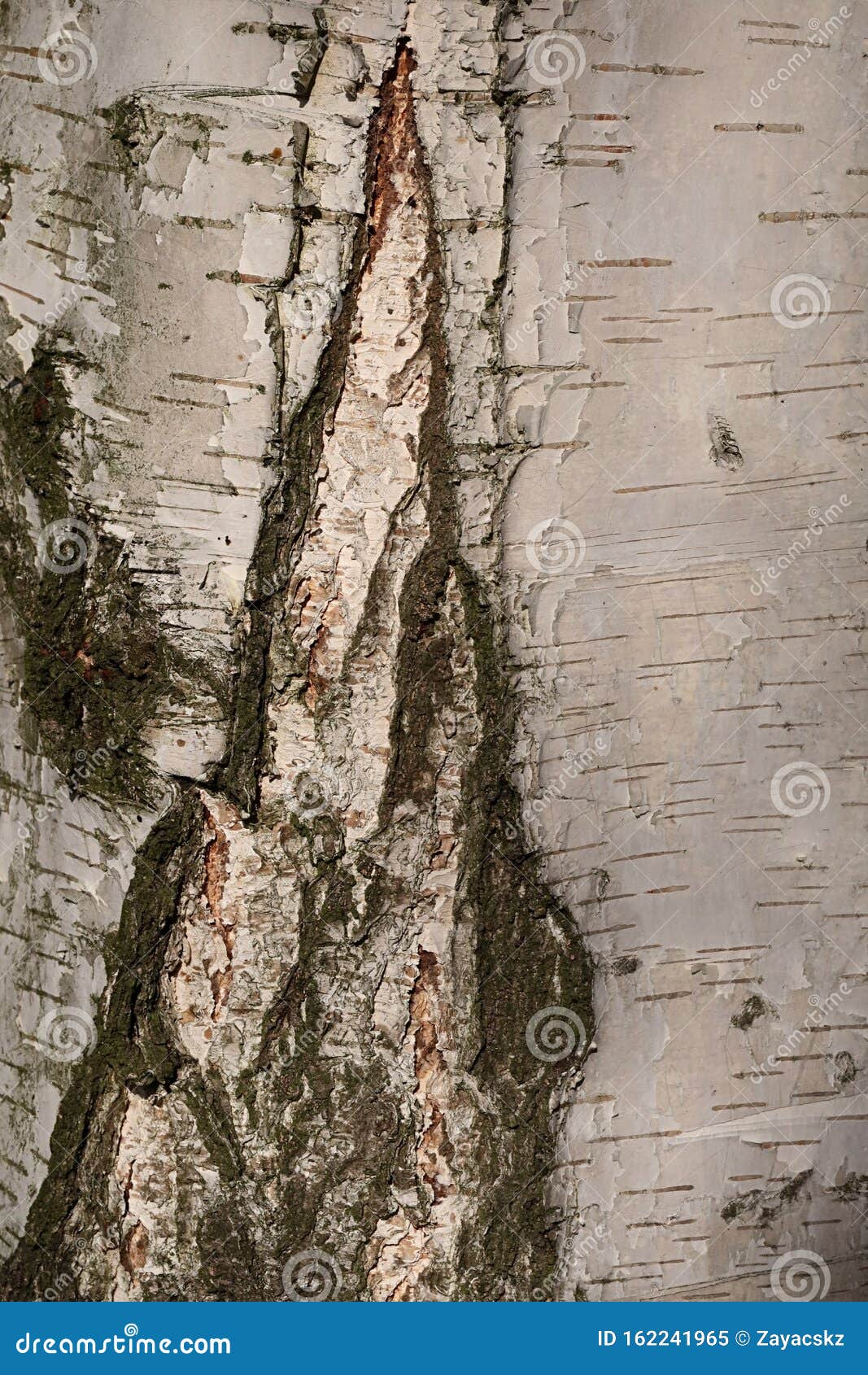 White Patchy Texture of Silver Birch Tree, Also Called European White ...