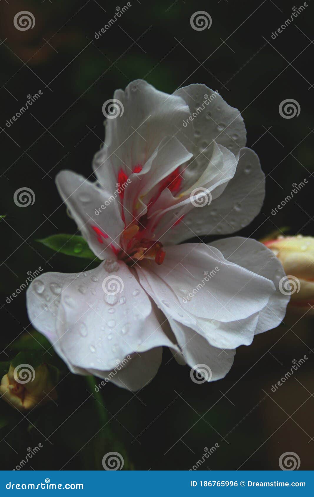 White Patel stock photo. Image of next, competing, patel - 186765996