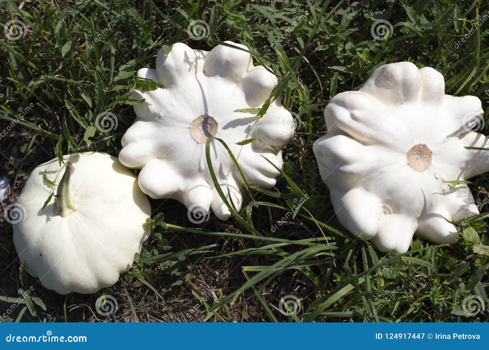 White Patisson on the Grass in the Garden Stock Image - Image of diet ...