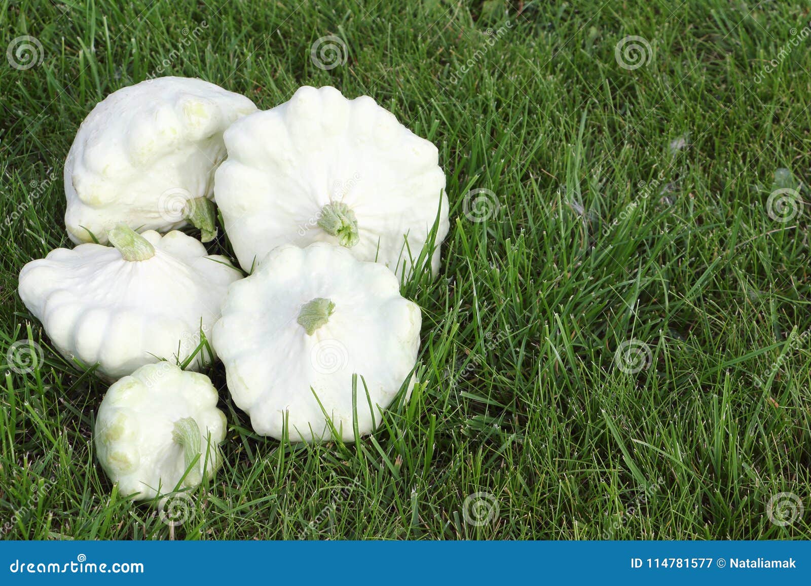 White Pattypan Squash on the Grass Stock Image - Image of patisson ...