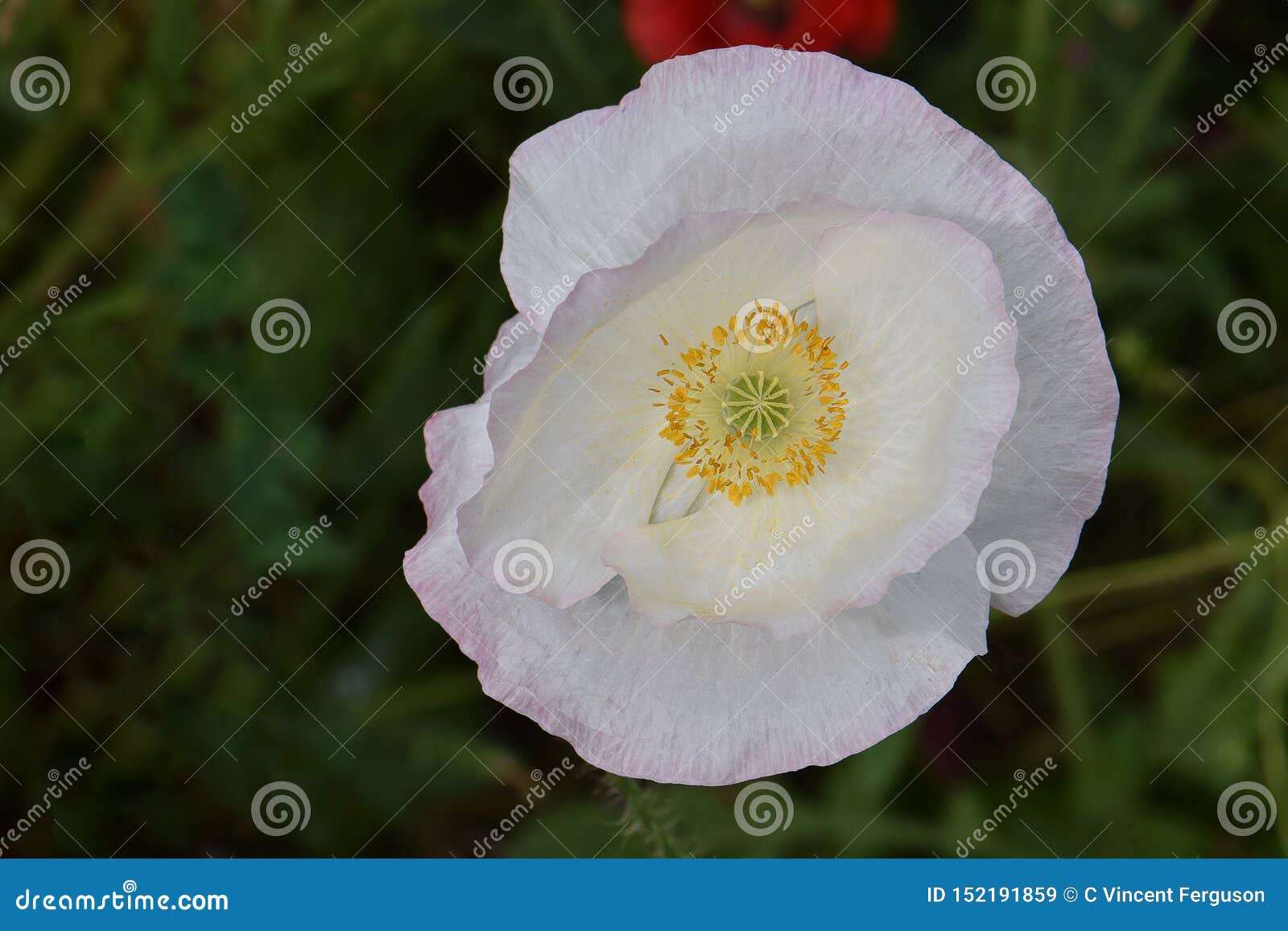 White Peace Poppy Mandala 02 Stock Image - Image of flanders, nature ...