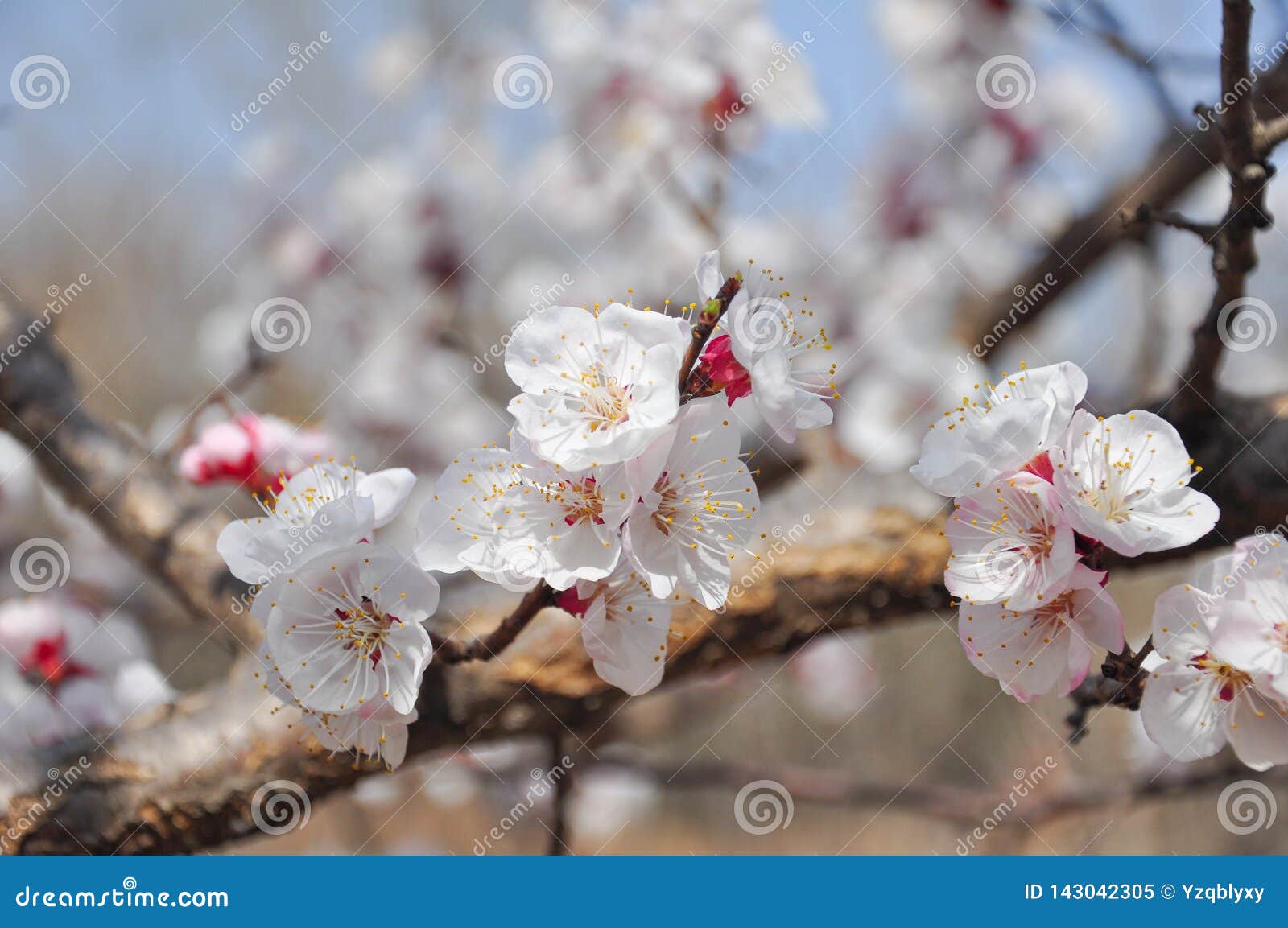 Peach blossom stock image. Image of garden, outdoor - 143042305