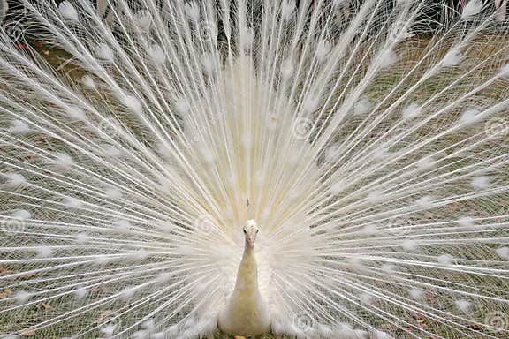 White peacock stock photo. Image of white, tranquil, animal - 14057722