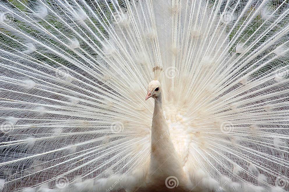 White peacock stock image. Image of beauty, feathers, bird - 998097
