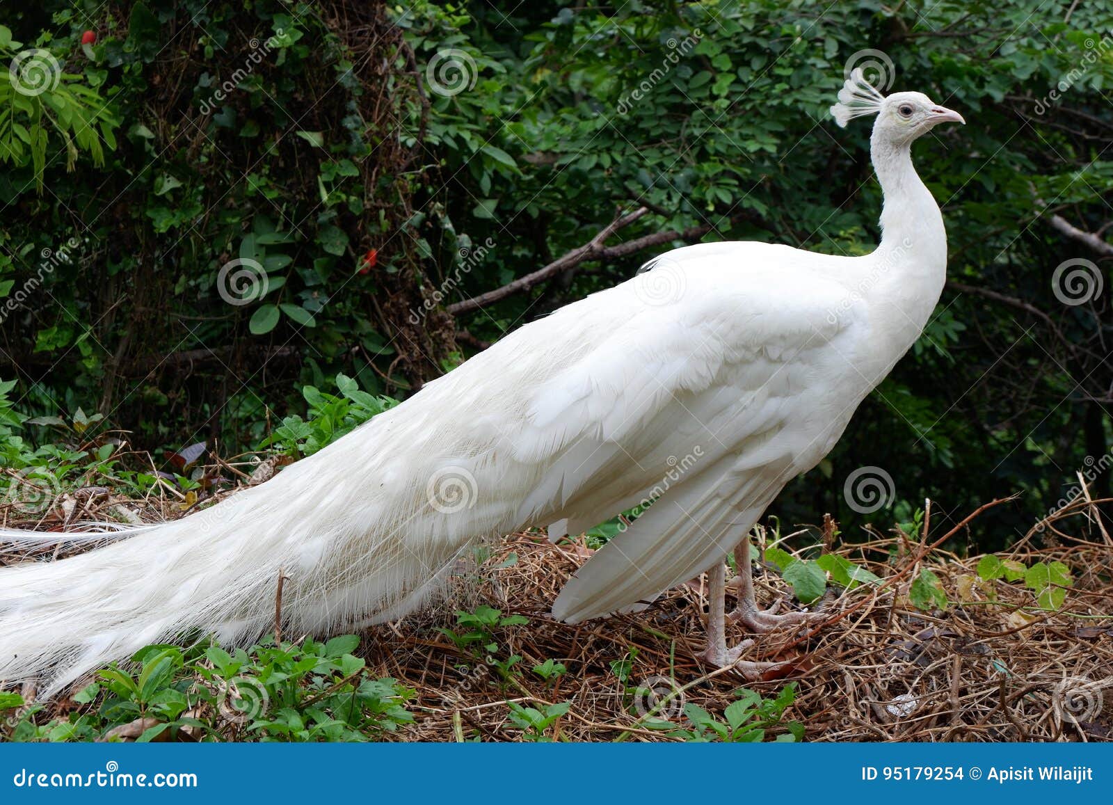 White Peacock Birds in Southeast Asia. Stock Photo - Image of objects ...