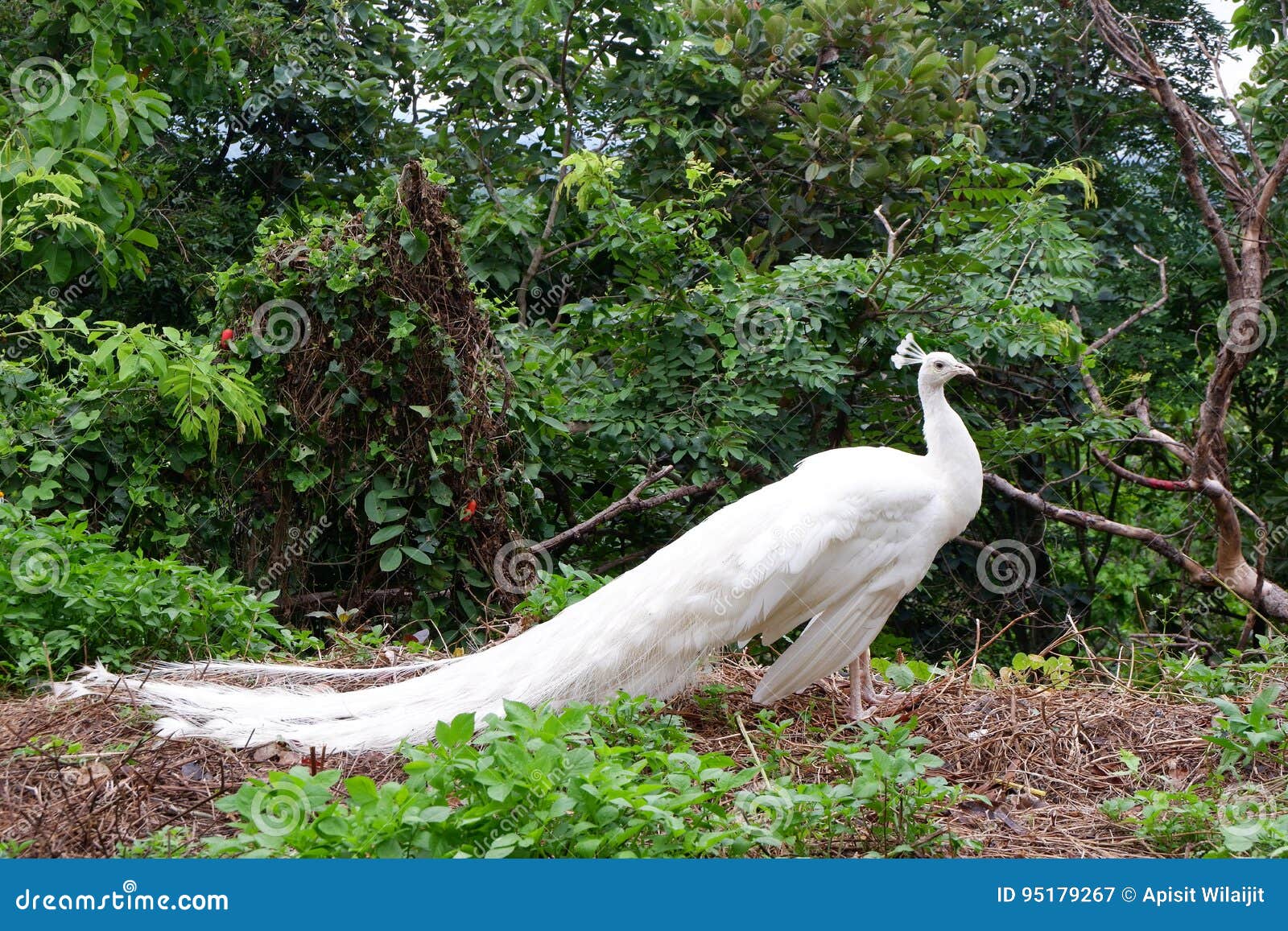 White Peacock Birds in Southeast Asia. Stock Image - Image of nature ...