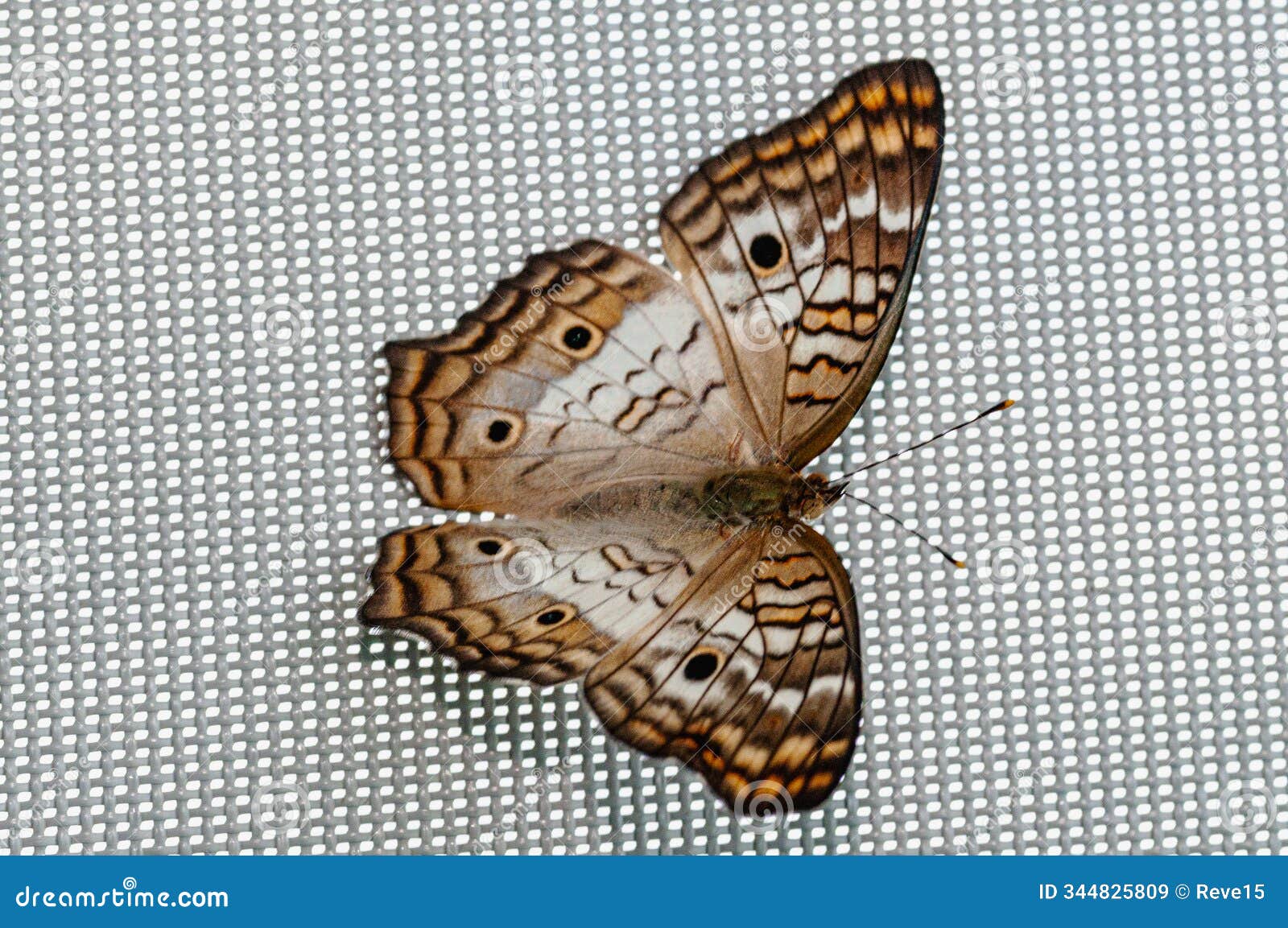 A Butterfly Standing On Flower Royalty-Free Stock Photo | CartoonDealer ...