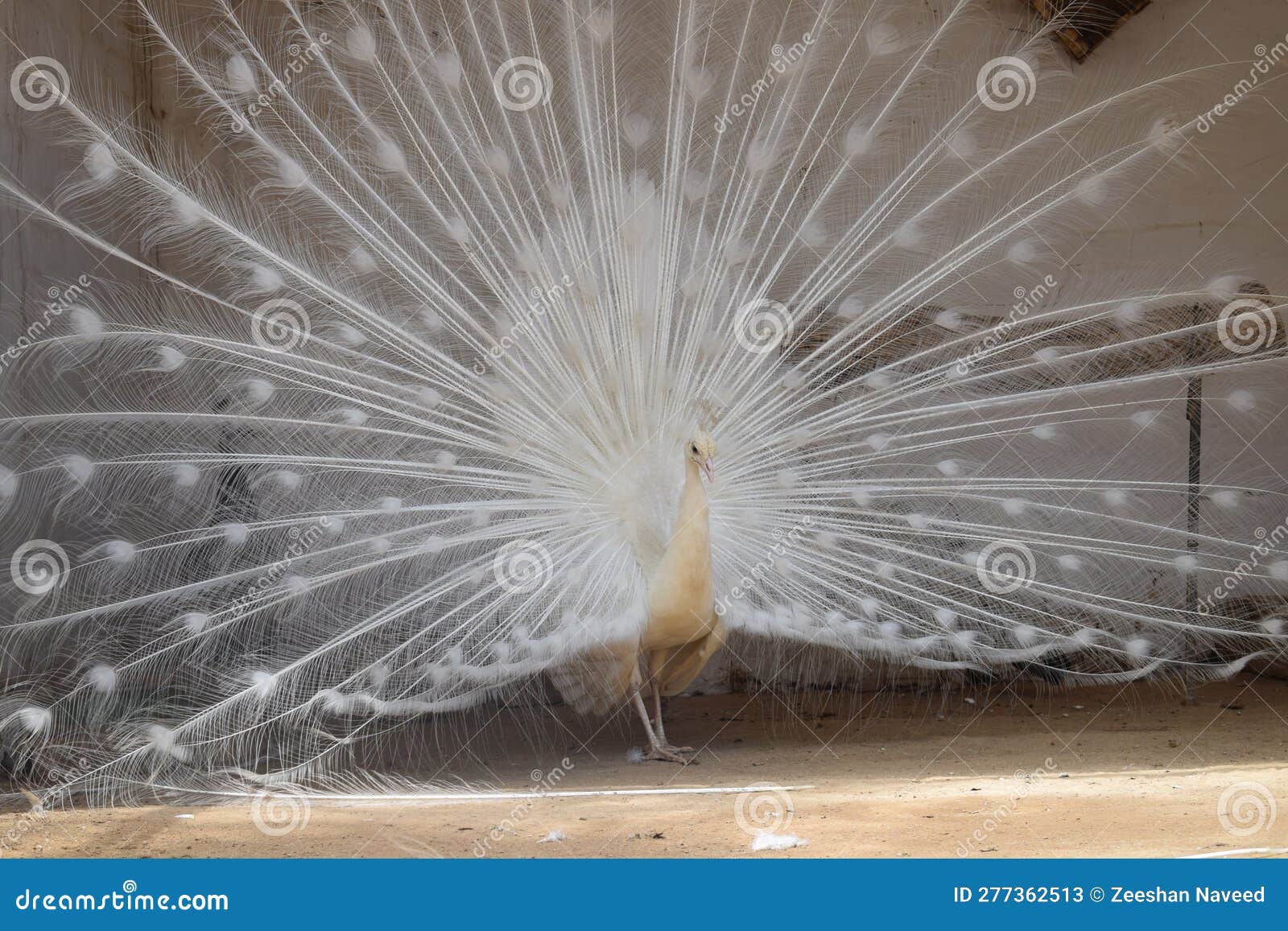 White Peacock Dancing In Happy Mood Stock Image Image Of Dancing