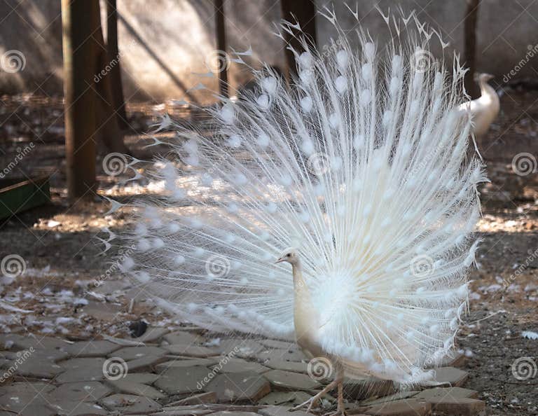 White Peacock dancing stock photo. Image of bird, mating - 253217456