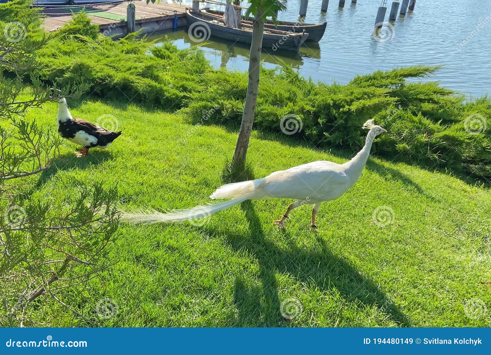 White Peacock and Ducks Walk Alone on the Beautiful Green Grass by the ...