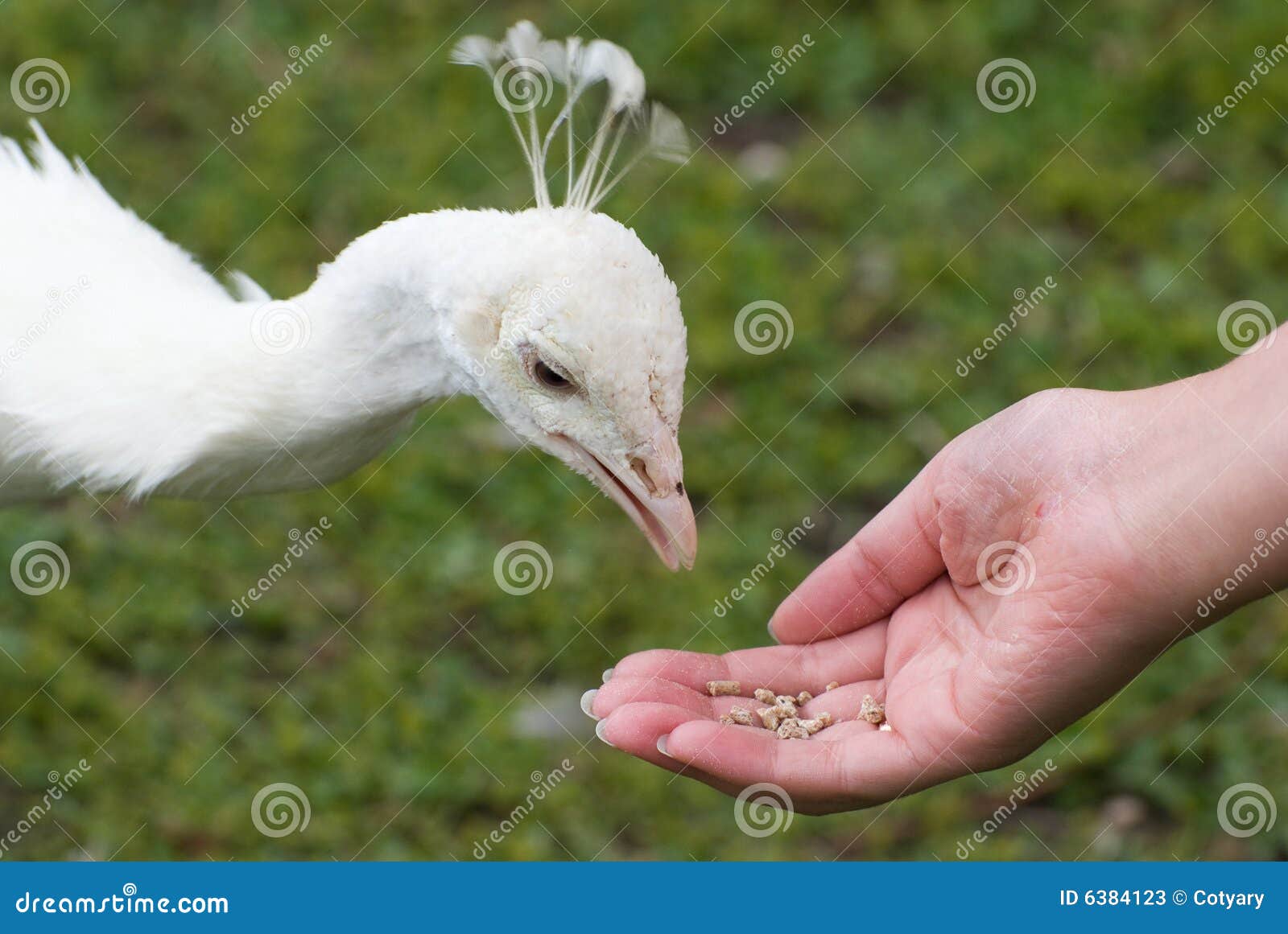White Peacock Eats From Human Arm Picture. Image: 6384123