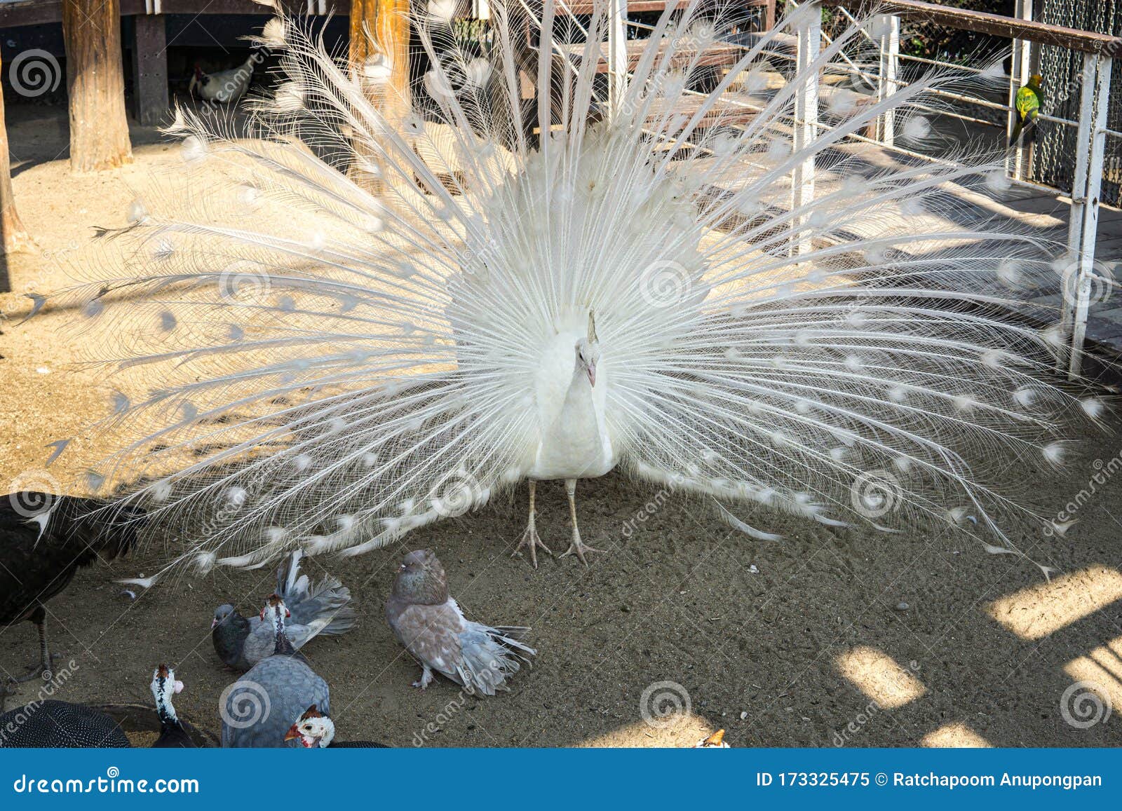 White Peacock Fanning Its Tail Feathers in the Zoo Stock Image - Image ...