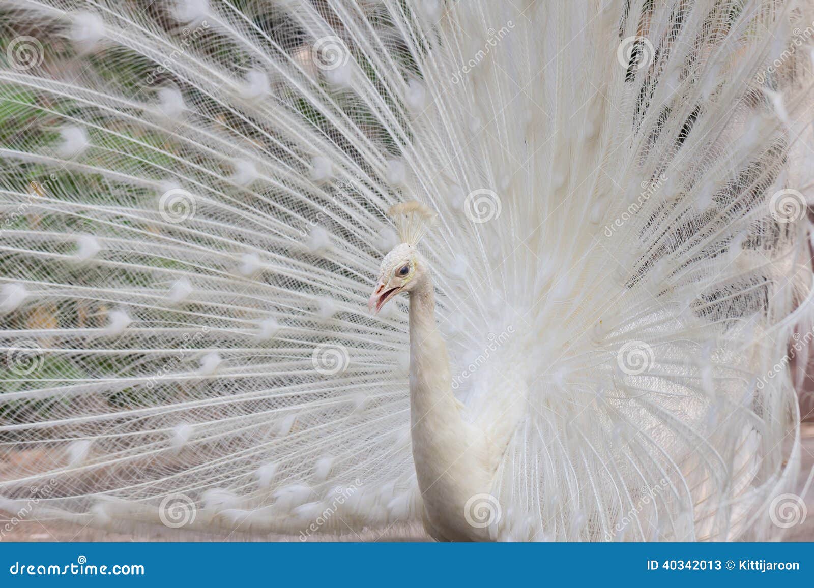 White Peacock with Feathers Show Side View Stock Image - Image of ...