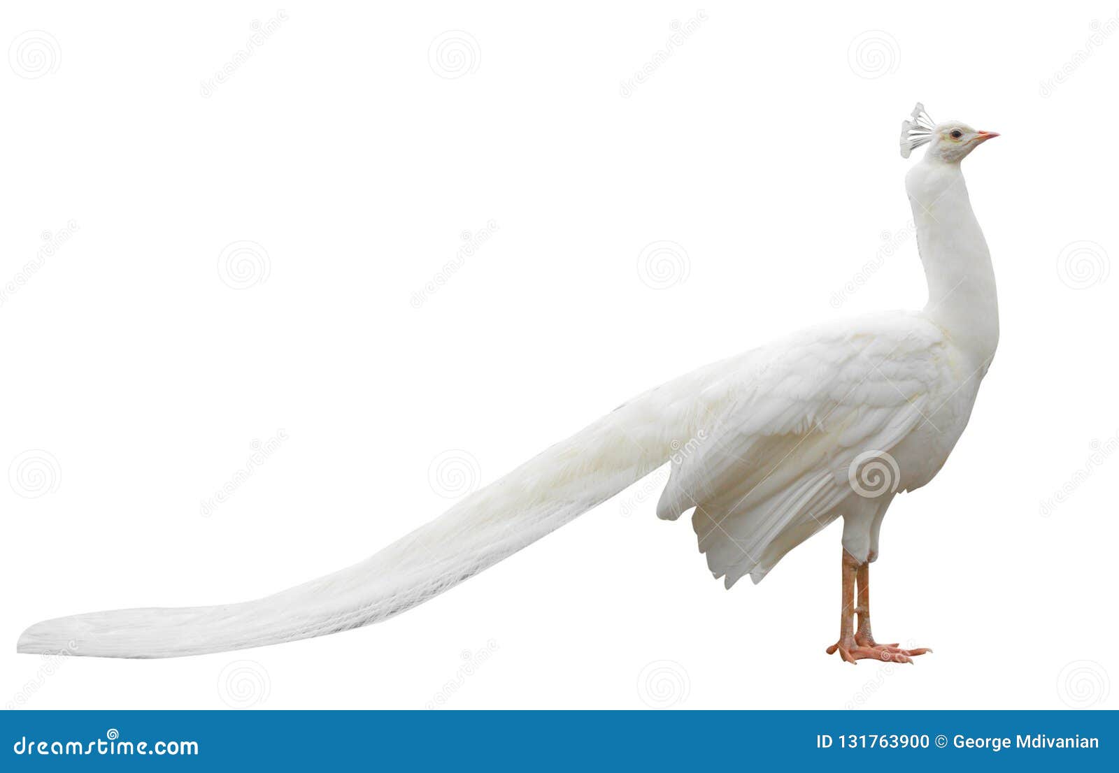 White peacock isolated stock photo. Image of animal - 131763900