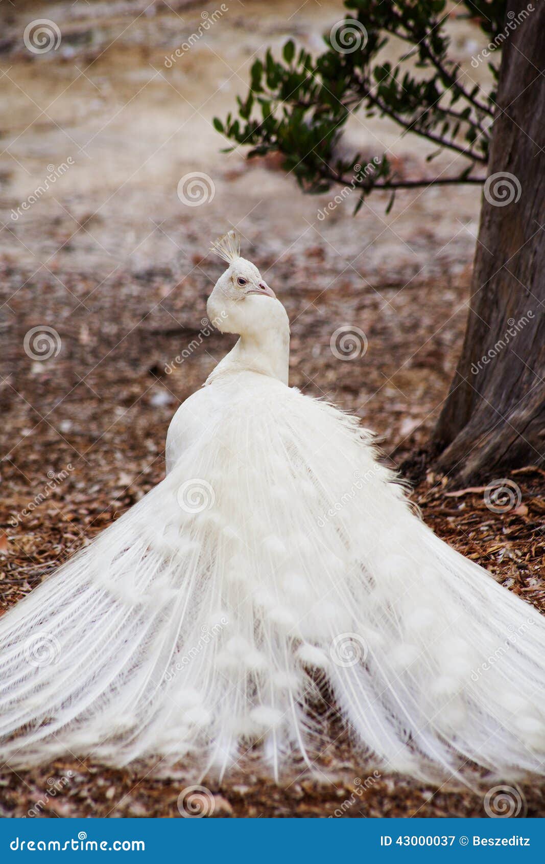 White Peacock Looking Over Shoulder Stock Image - Image of male, proud ... White Peacock Looking Over Shoulder Stock Image - Image of male, proud ...
